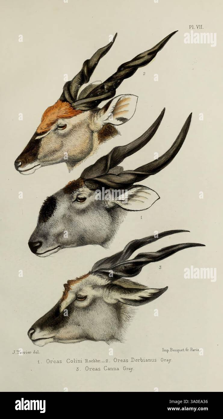 Showcasing unique horn structures hi-res stock photography and images ...