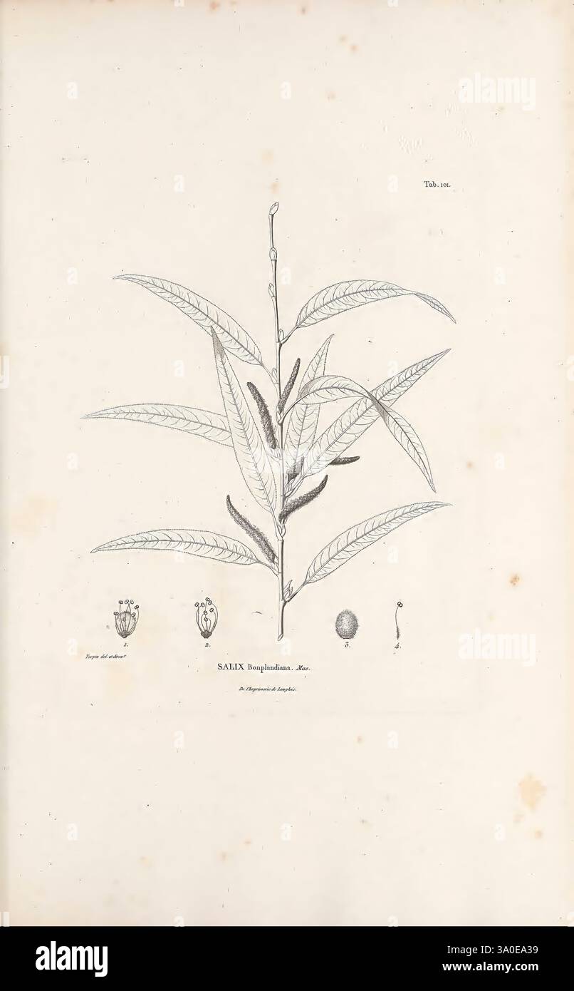 Nova Genera et Species Plantarum, Antverpiae, Ex Officina Christophori ...