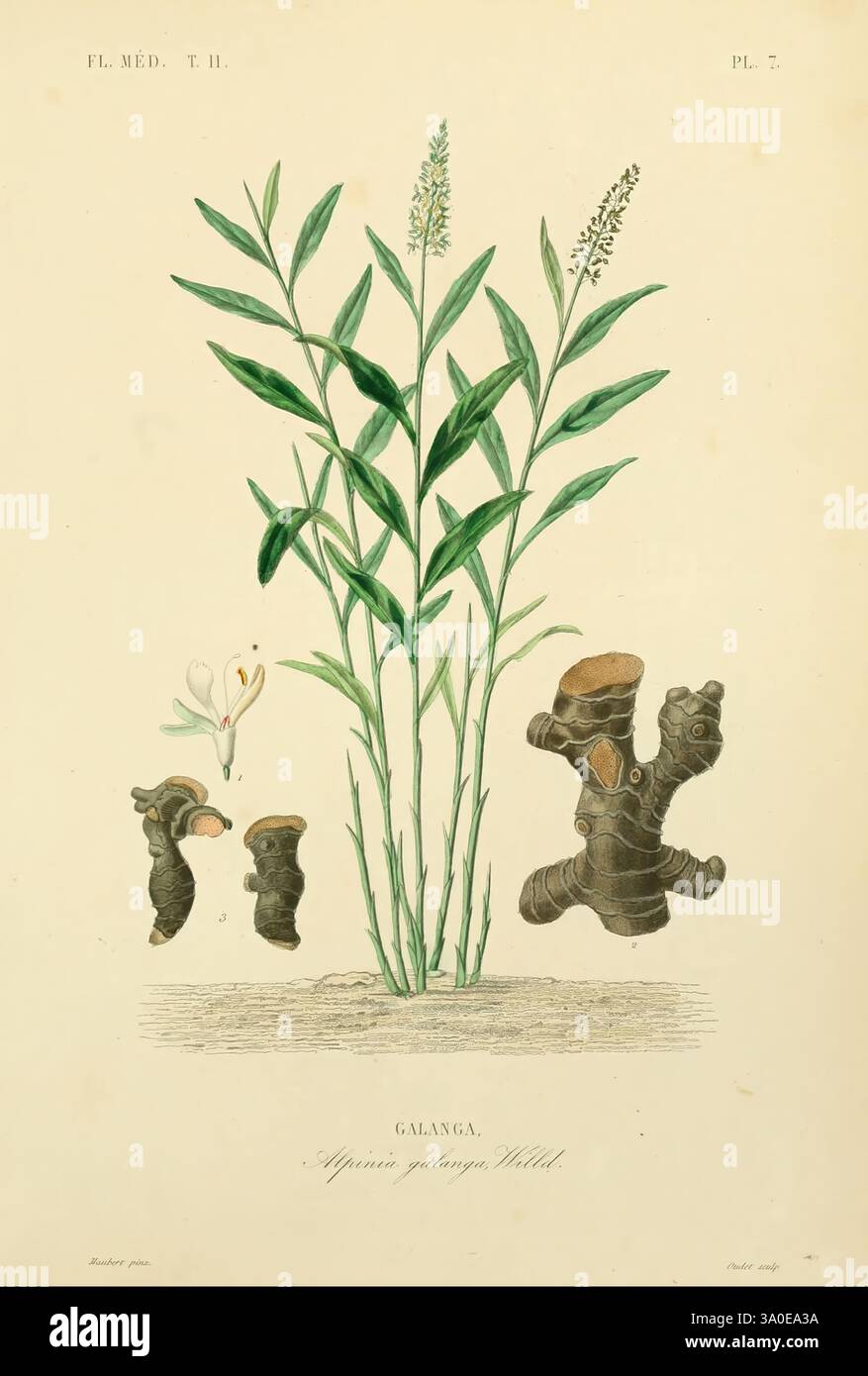 Rhizome components hi-res stock photography and images - Alamy