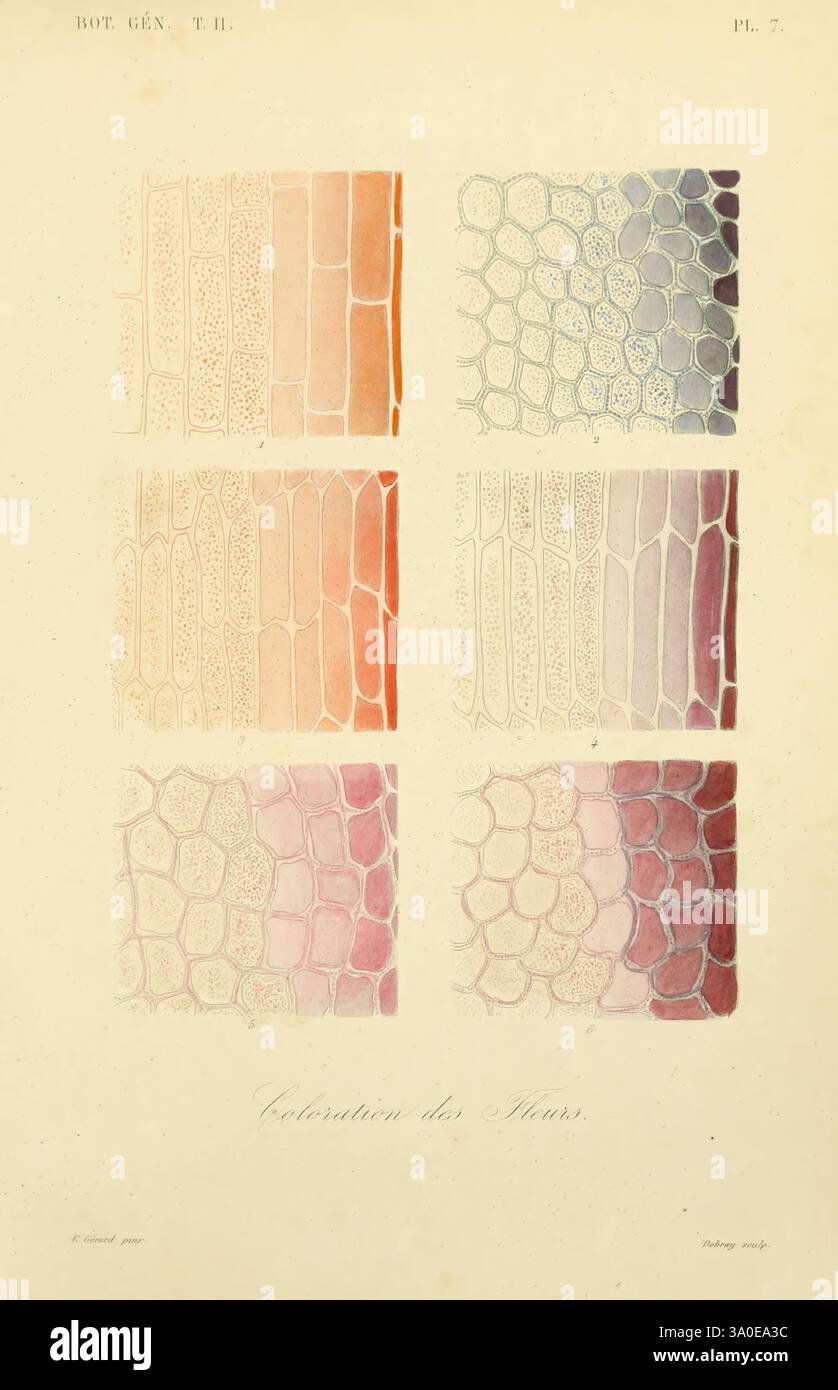 Textures of plant cell structures hi-res stock photography and images ...