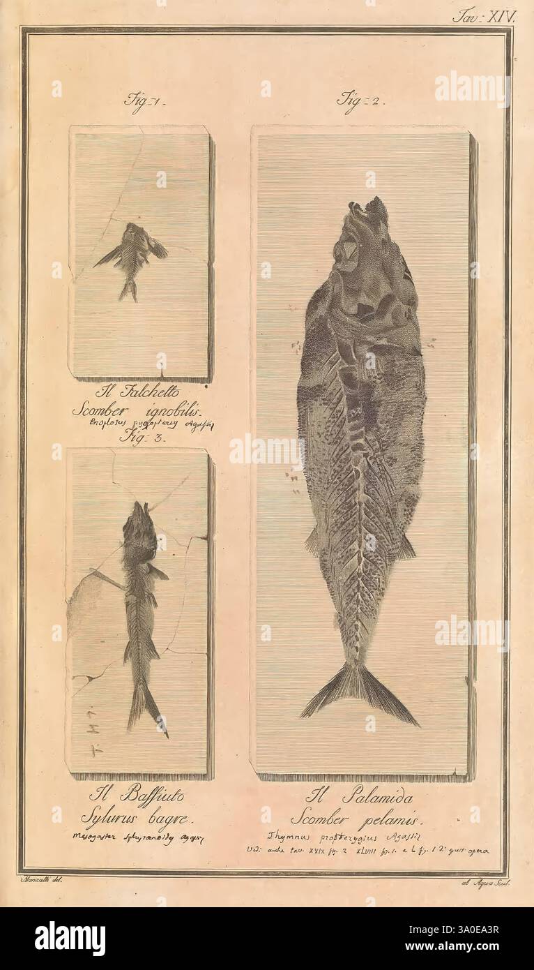 Illustration features three detailed depictions of different fis hi-res ...