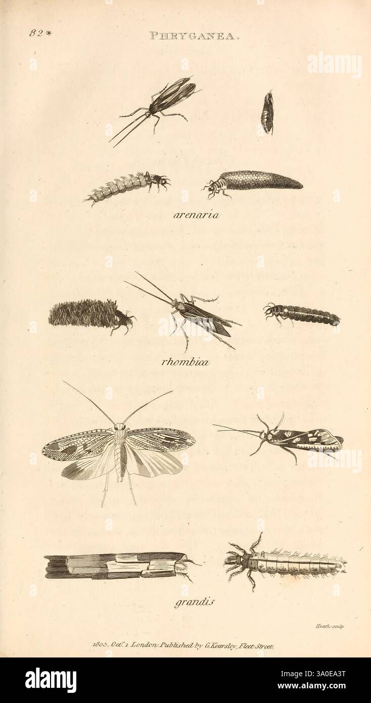 Various species of insects under hi-res stock photography and images ...