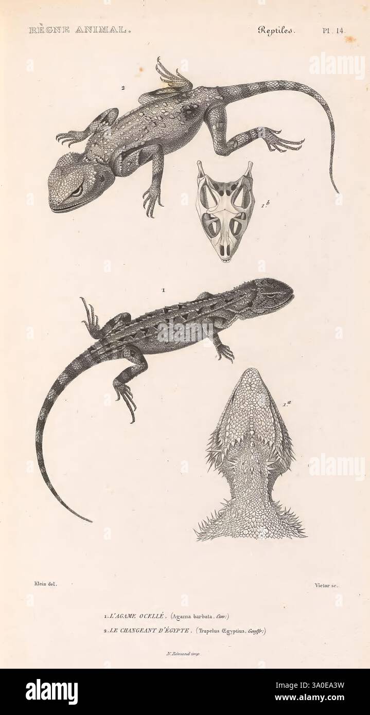 Le règne animal distribué d'après son organisation Paris Fortin Masson ...