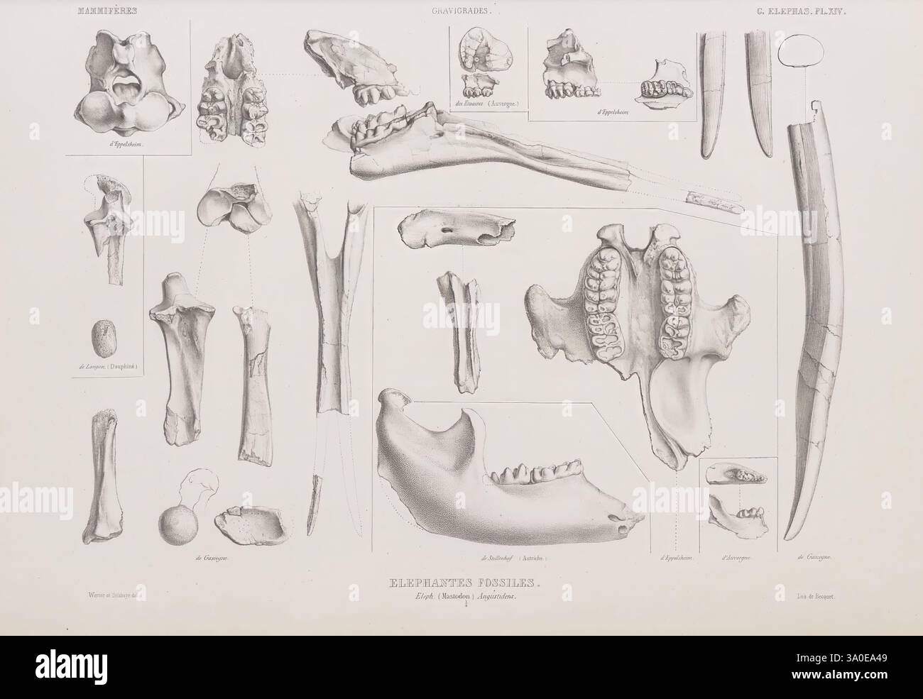Various skeletal elements of elephants hi-res stock photography and ...