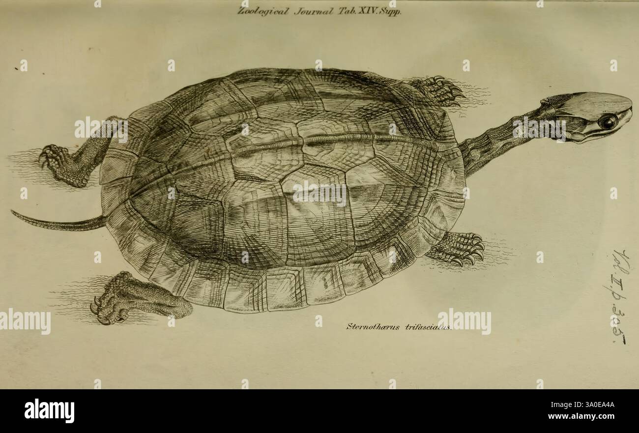 The, Zoological, journal, London, W, Phillips, 1824, periodicals ...