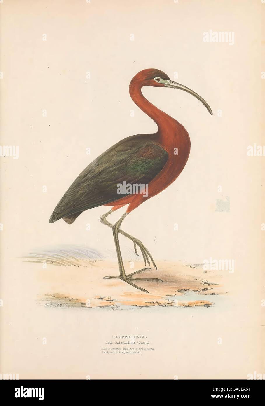 Rich blend of deep maroon hi-res stock photography and images - Alamy