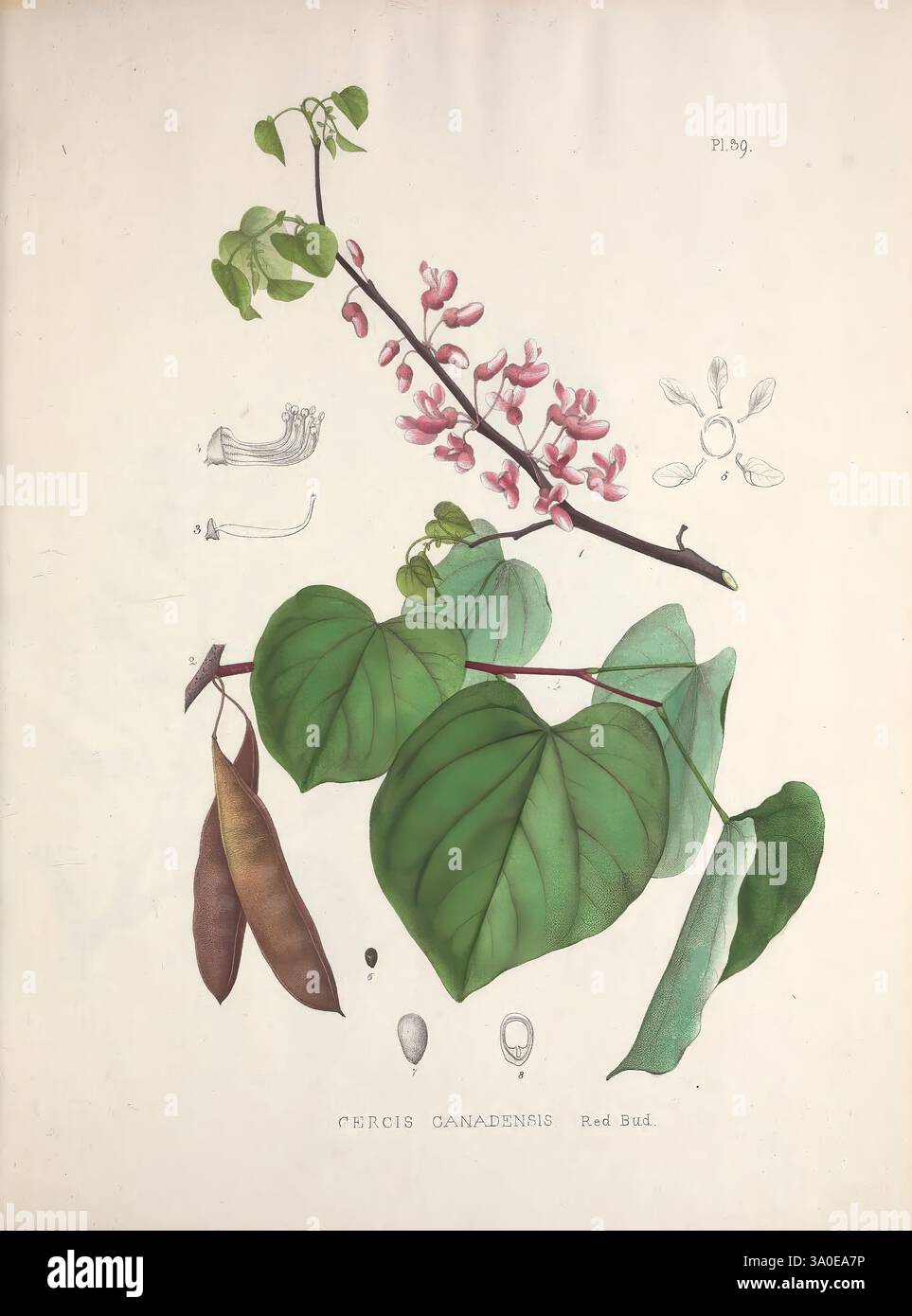Plates prepared between the years 1849 and 1859, to accompany a report ...