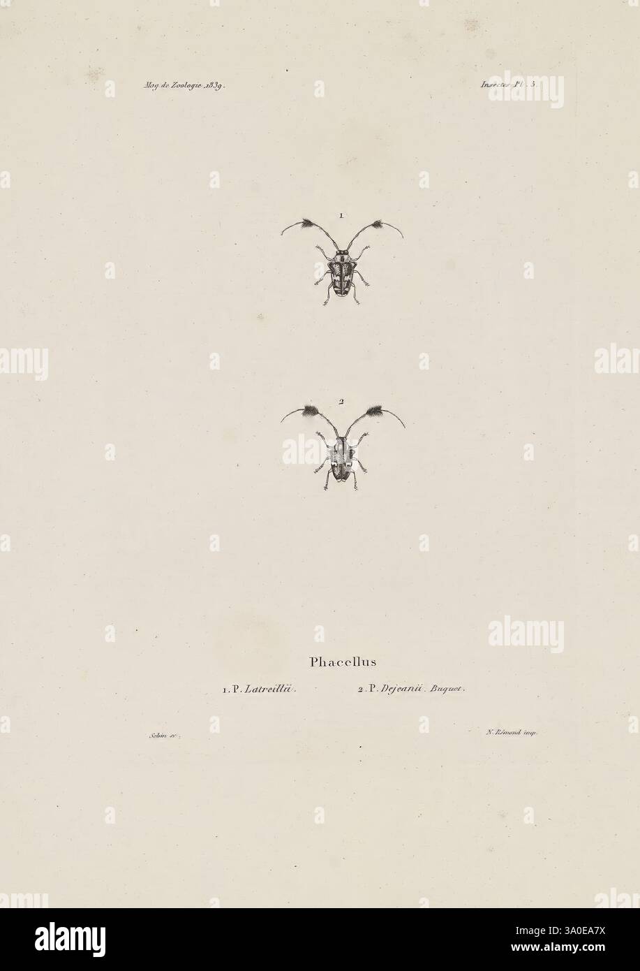 Artwork features two detailed illustrations of insects hi-res stock ...