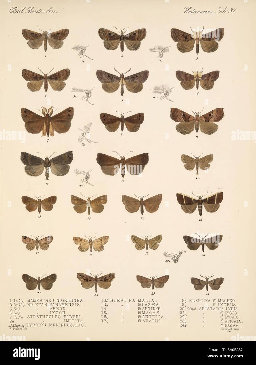 Showcasing various species of moths hi-res stock photography and images ...