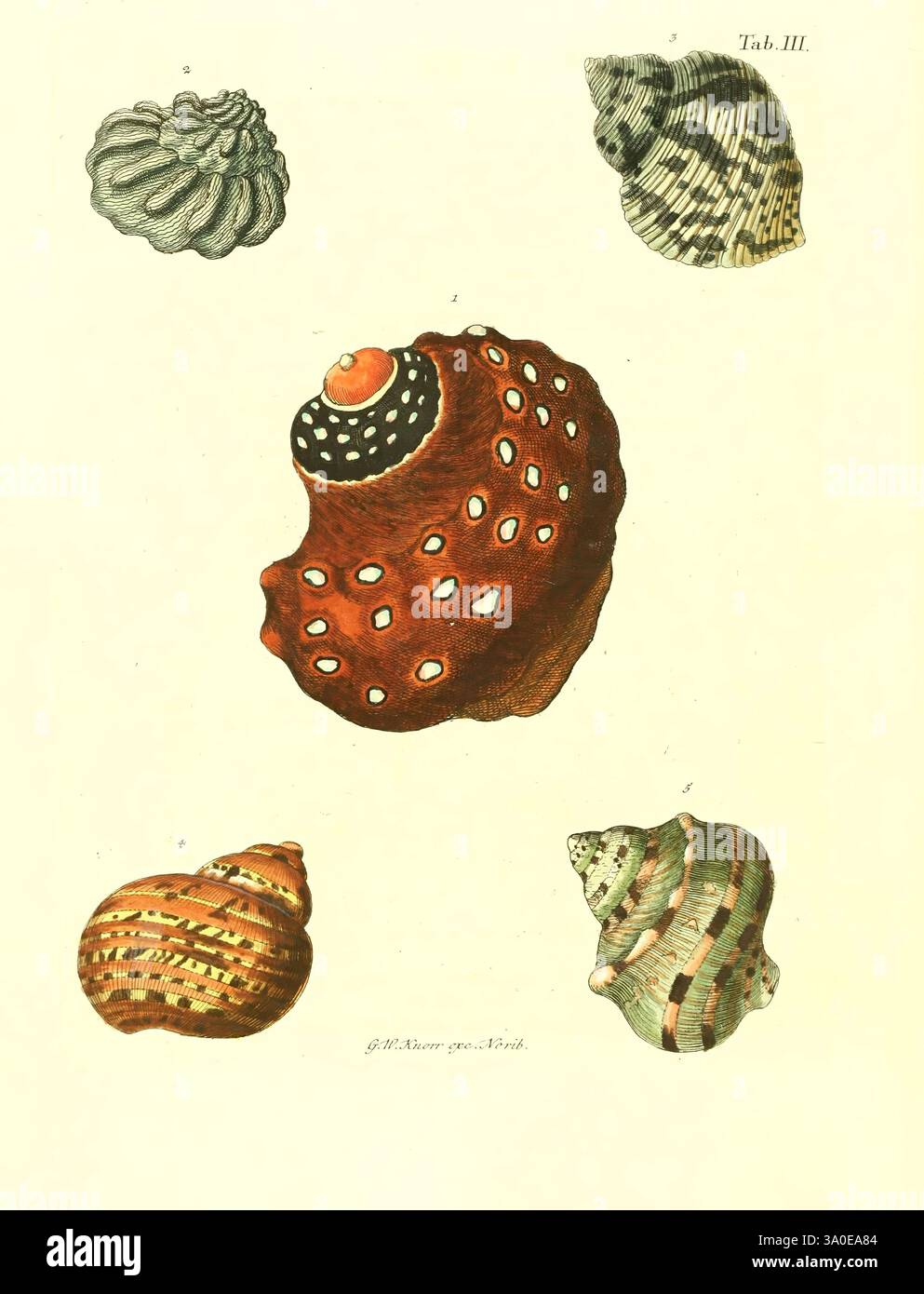 Illustrated arrangement of various seashells hi-res stock photography ...