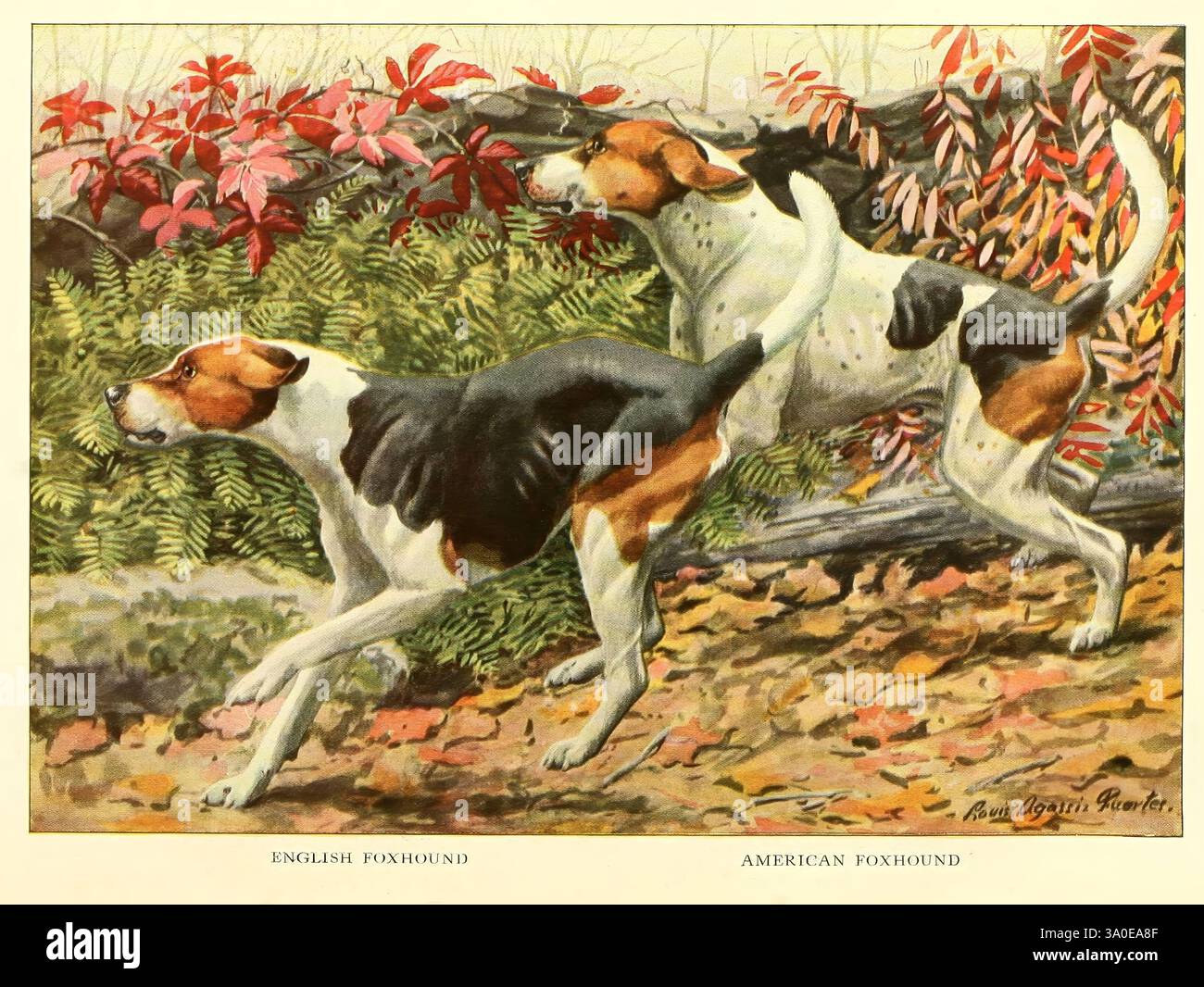 The book of dogs Washington, D.C. The National Geographic Society ...