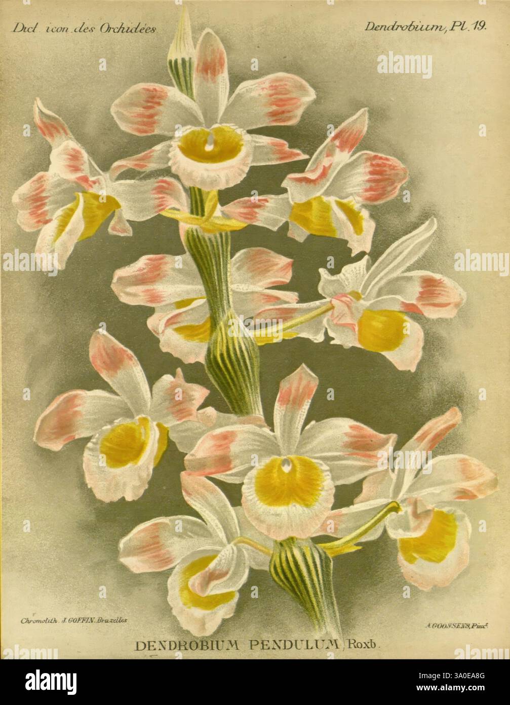 Dendrobium pendulum orchid hi-res stock photography and images - Alamy