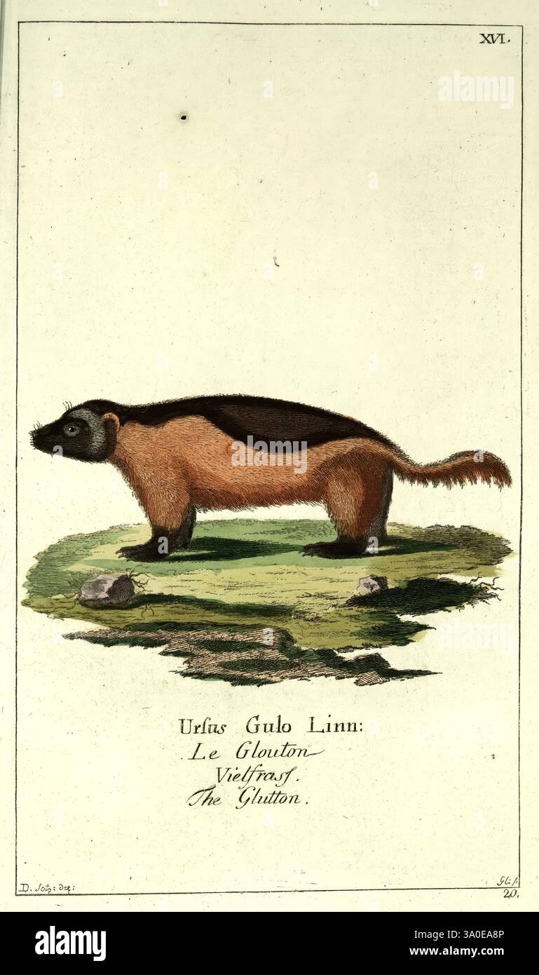 Wolverines powerful build hi-res stock photography and images - Alamy