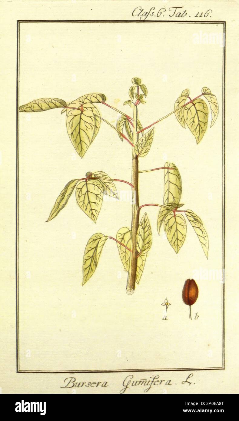 Subtle serrations hi-res stock photography and images - Alamy