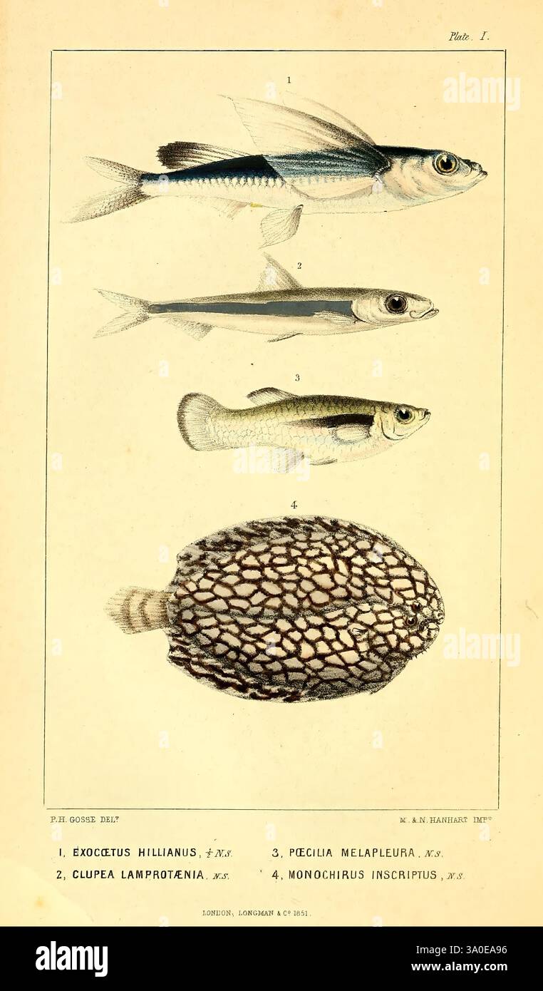 A naturalist's sojourn in Jamaica, London, Longman, Brown, Green and ...