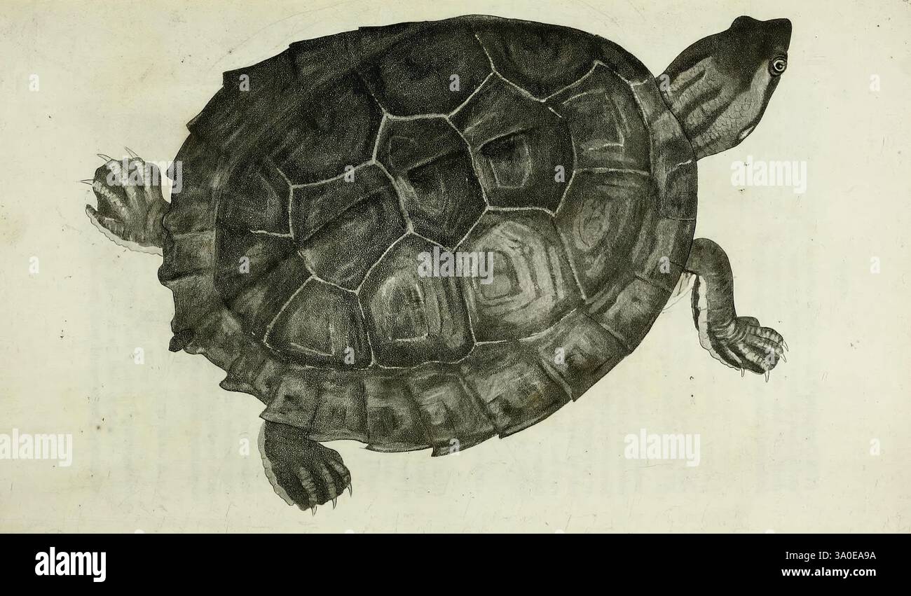 Turtles natural features hi-res stock photography and images - Alamy