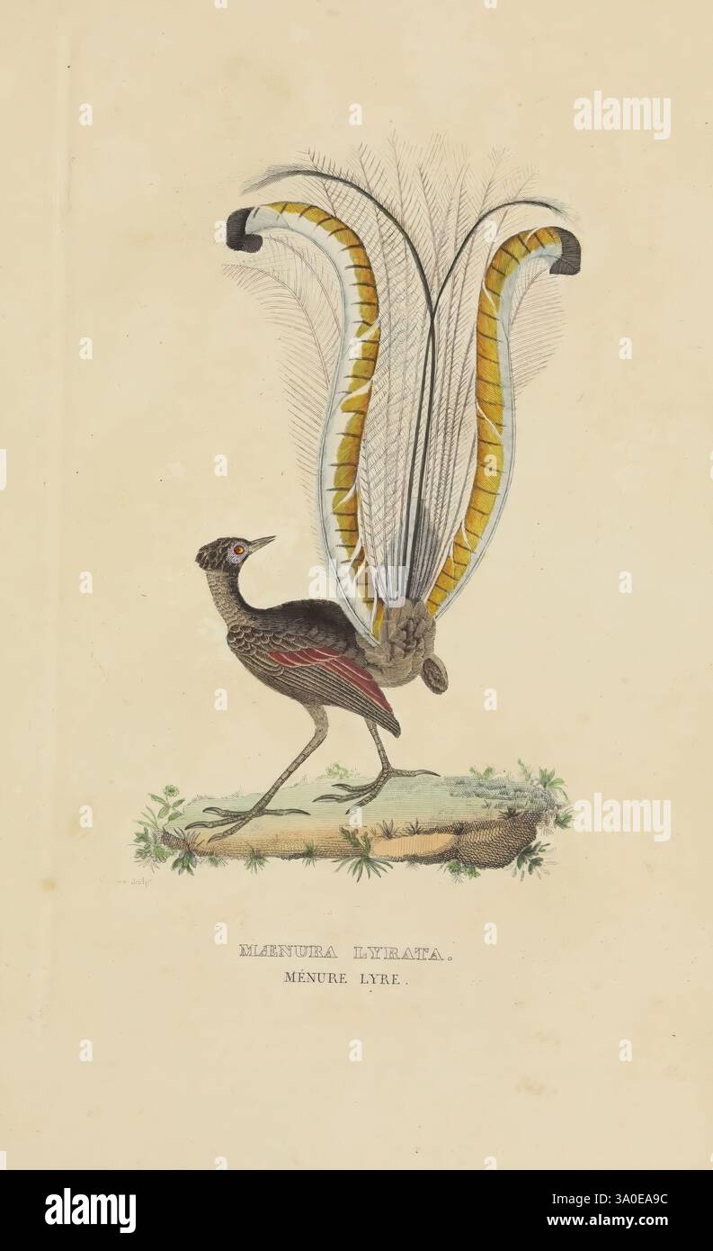 Magnificent lyrebird hi-res stock photography and images - Alamy