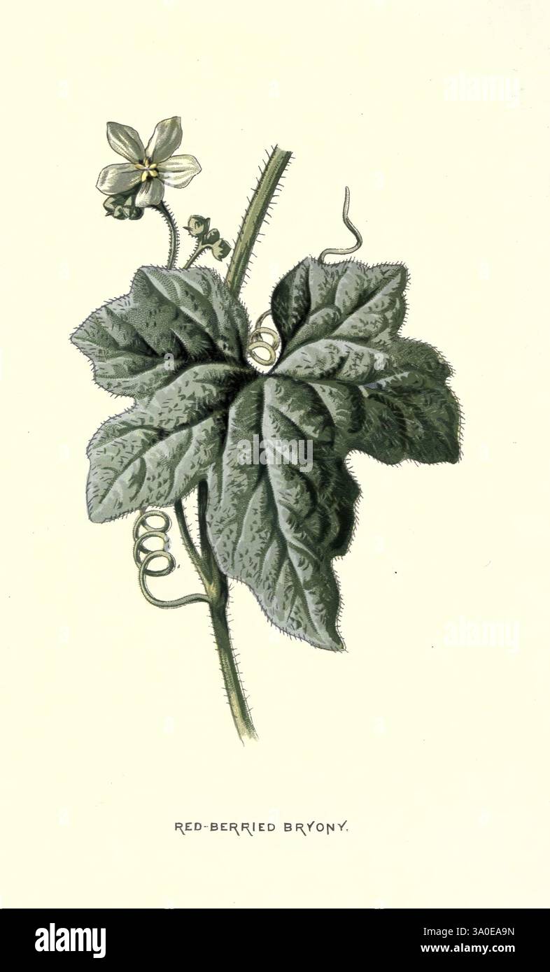 Familiar, wild, flowers, figured, and, described. London, Cassell and ...