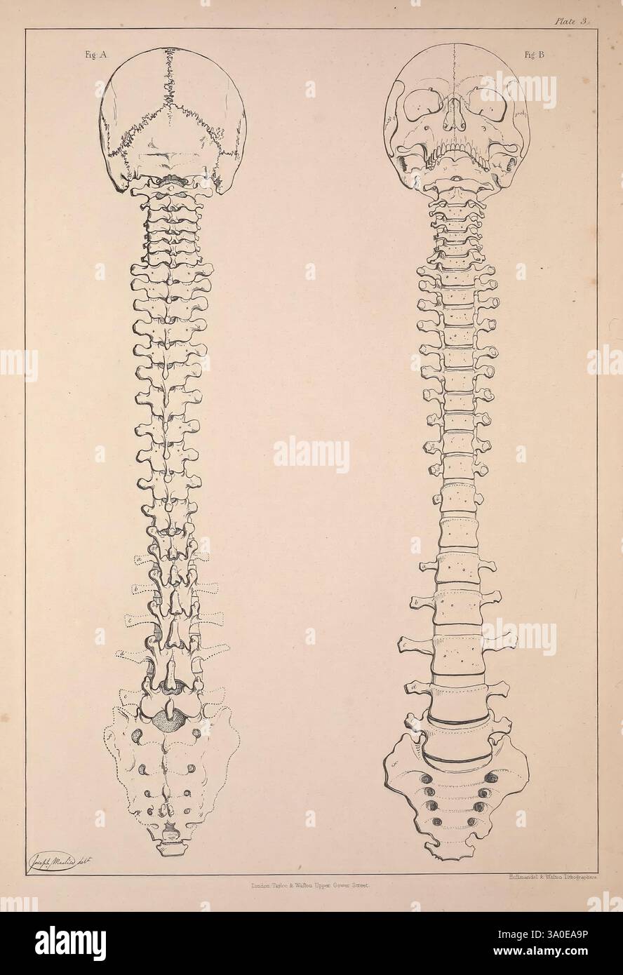 Comparative, Osteology, London, Taylor and Walton, 1847, bones., This ...