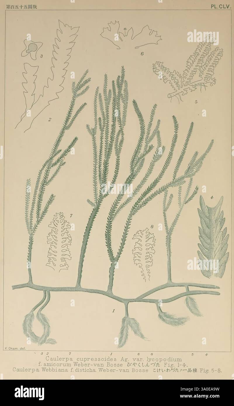 Icones of Japanese algae. Tokyo, Kazamashobo 1907-1942, Japan, Algae ...