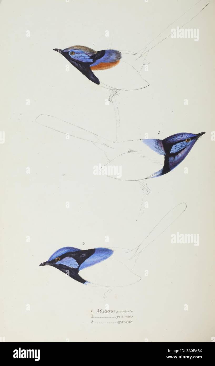 Malurus splendens malurus cyaneus elizabeth gould artist hi-res stock ...