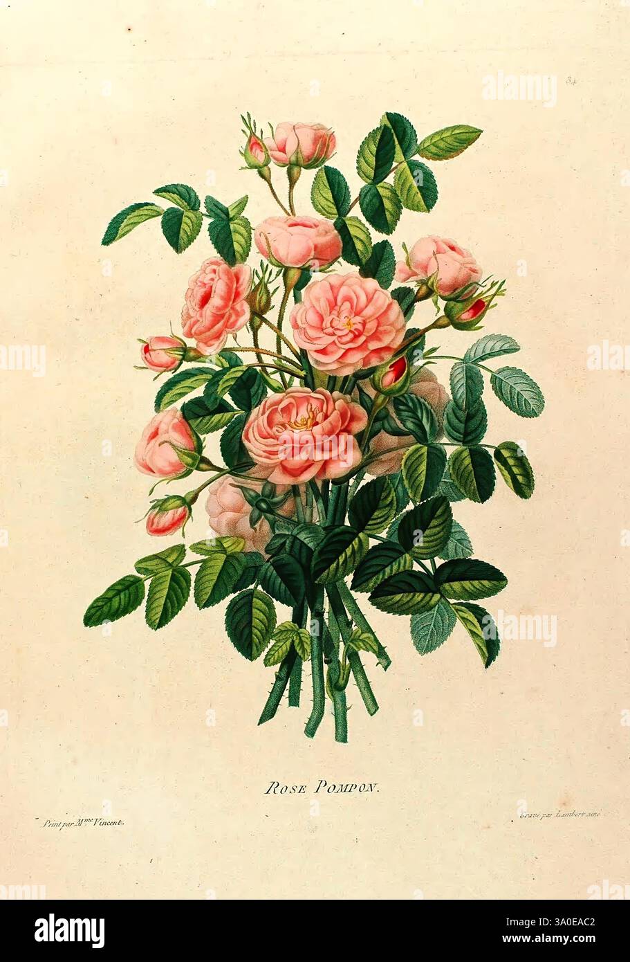 Études de fleurs et de fruits, Paris, Chez Bance aîné, Md. d'Etampes ...