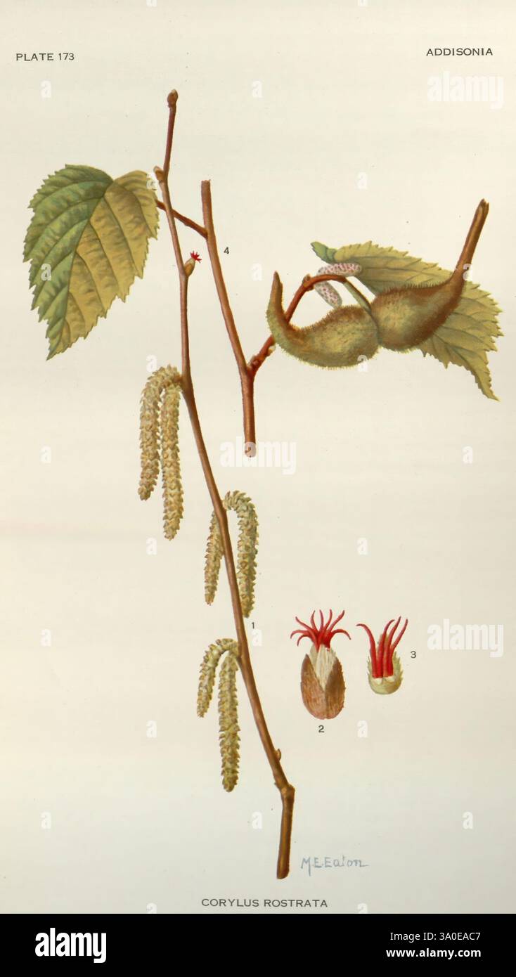Corylus rostrata hi-res stock photography and images - Alamy