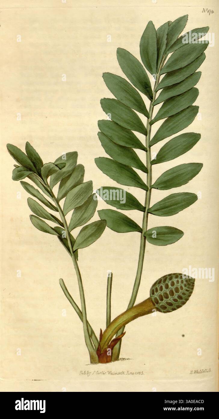 Curtis's Botanical Magazine, London, New York, botanical illustration ...