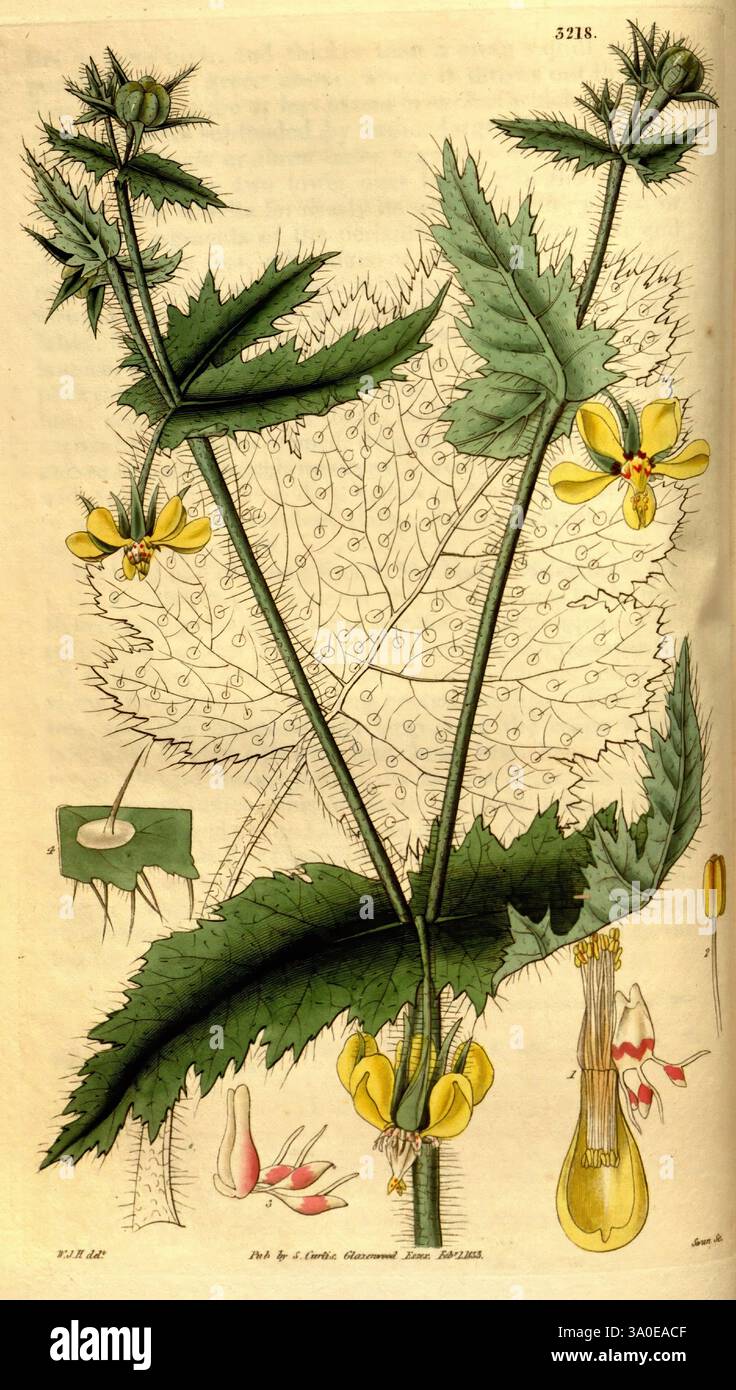 Curtis's Botanical Magazine London New York Botanical Illustration ...