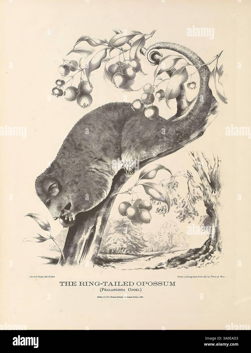 The mammals of Australia, Sydney, Thomas Richards, government printer, 1871, Australia, mammals ...