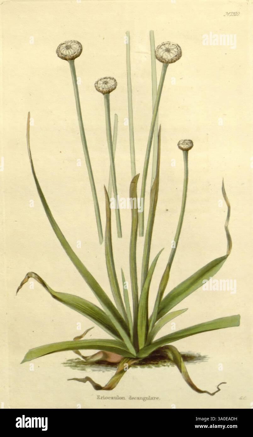 Plants textual details hi-res stock photography and images - Alamy