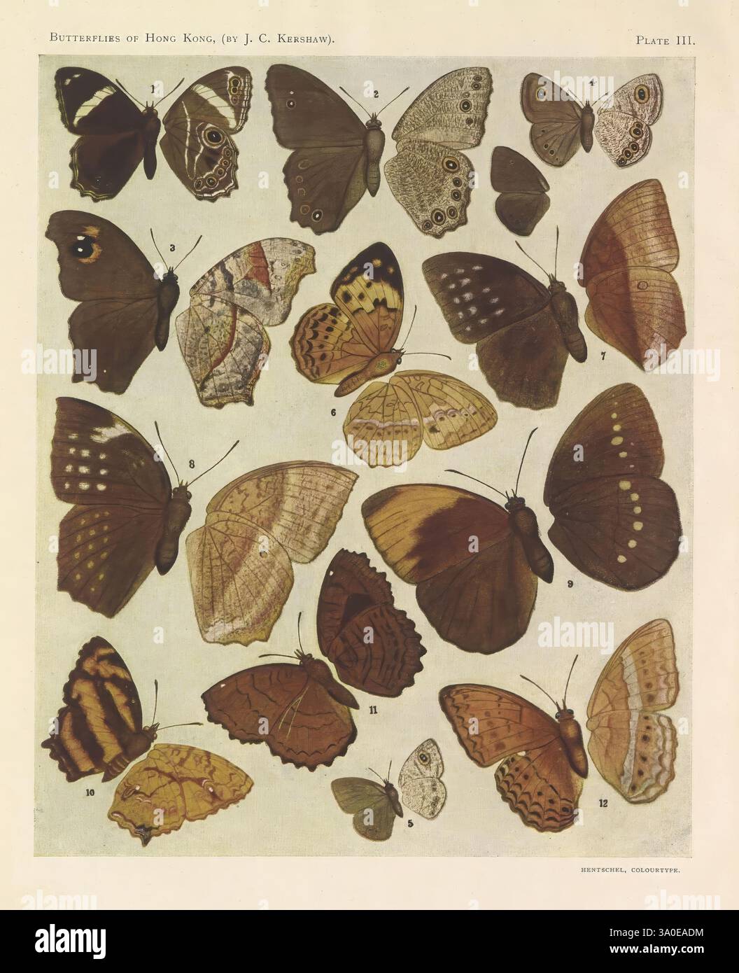 Butterflies of Hong Kong, Hong Kong, Kelly & Walsh, 1907, butterflies ...