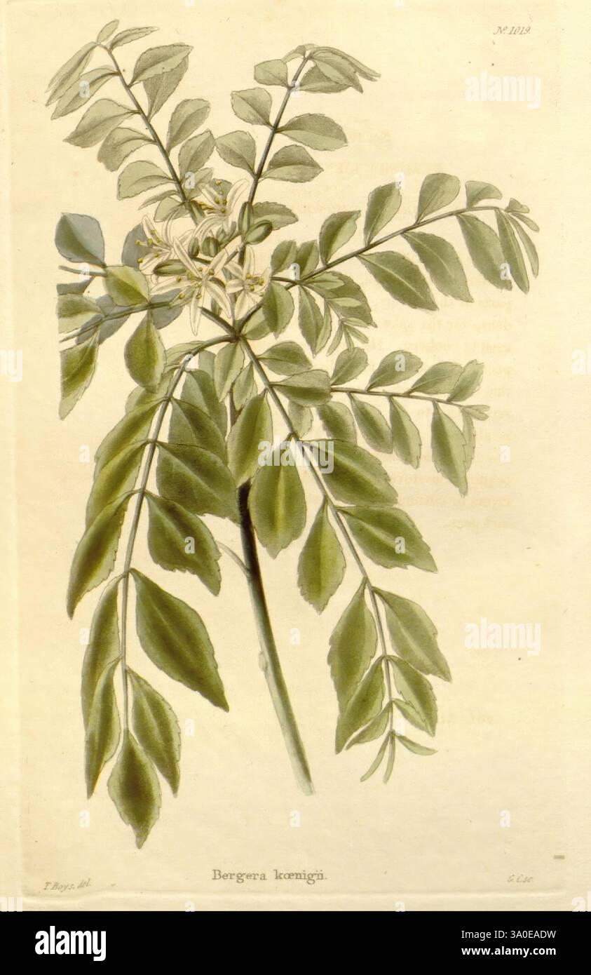 The, Botanical, Cabinet, London, John, and, Arthur, Arch, 1817-1833, A ...