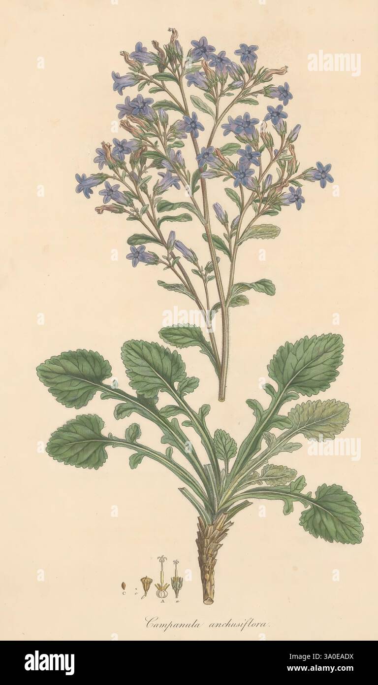 Flora Graeca, sive, Plantarum rariorum historia, quas in provinciis aut ...