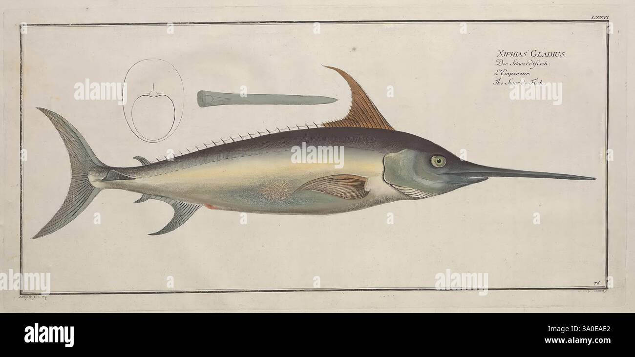 Swordfish showcases hi-res stock photography and images - Alamy