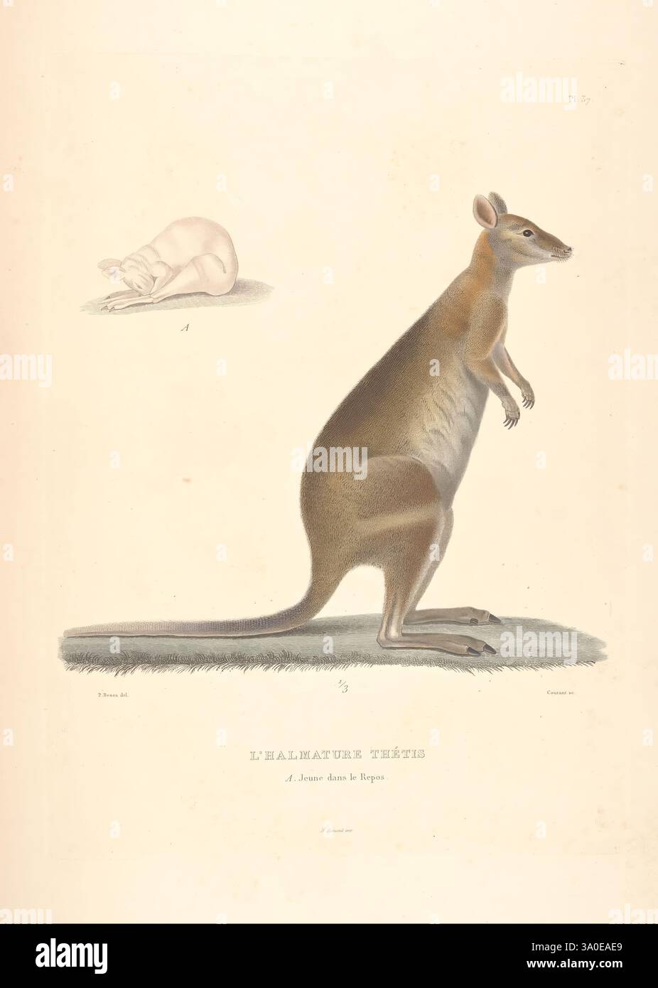 Wallabys anatomy hi-res stock photography and images - Alamy