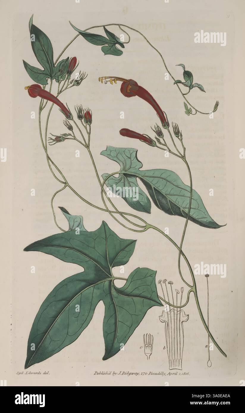 The Botanical Register London Printed for James Ridgway 1815-1828 1815 ...