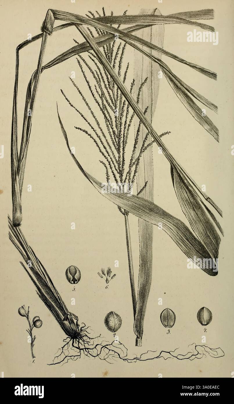 Species Graminum, Petropoli, Impensis Academiae Imperialis Scientiarum ...