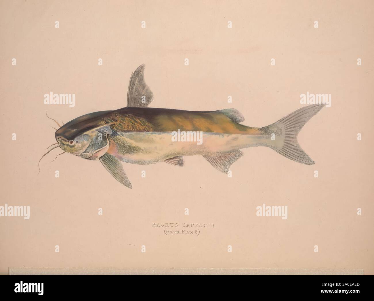 Bagre capensis hi-res stock photography and images - Alamy