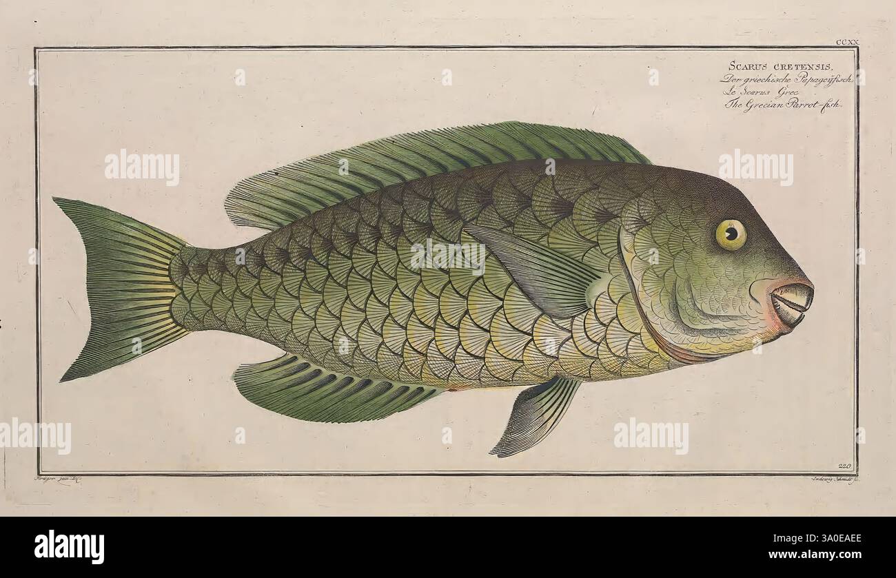 Fishs expressive features hi-res stock photography and images - Alamy