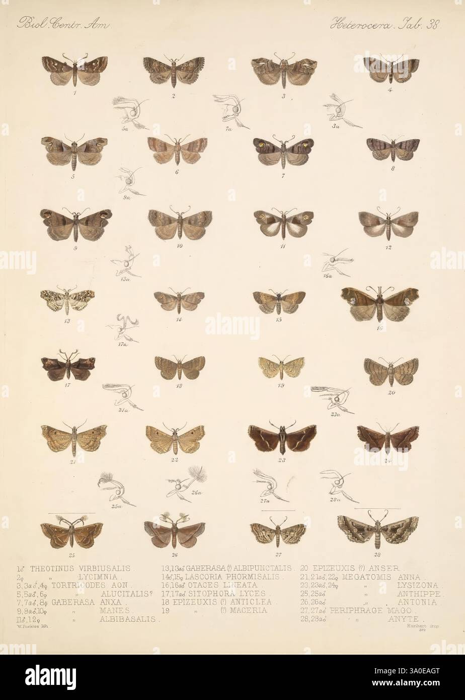 Diverse collection of moth species hi-res stock photography and images ...