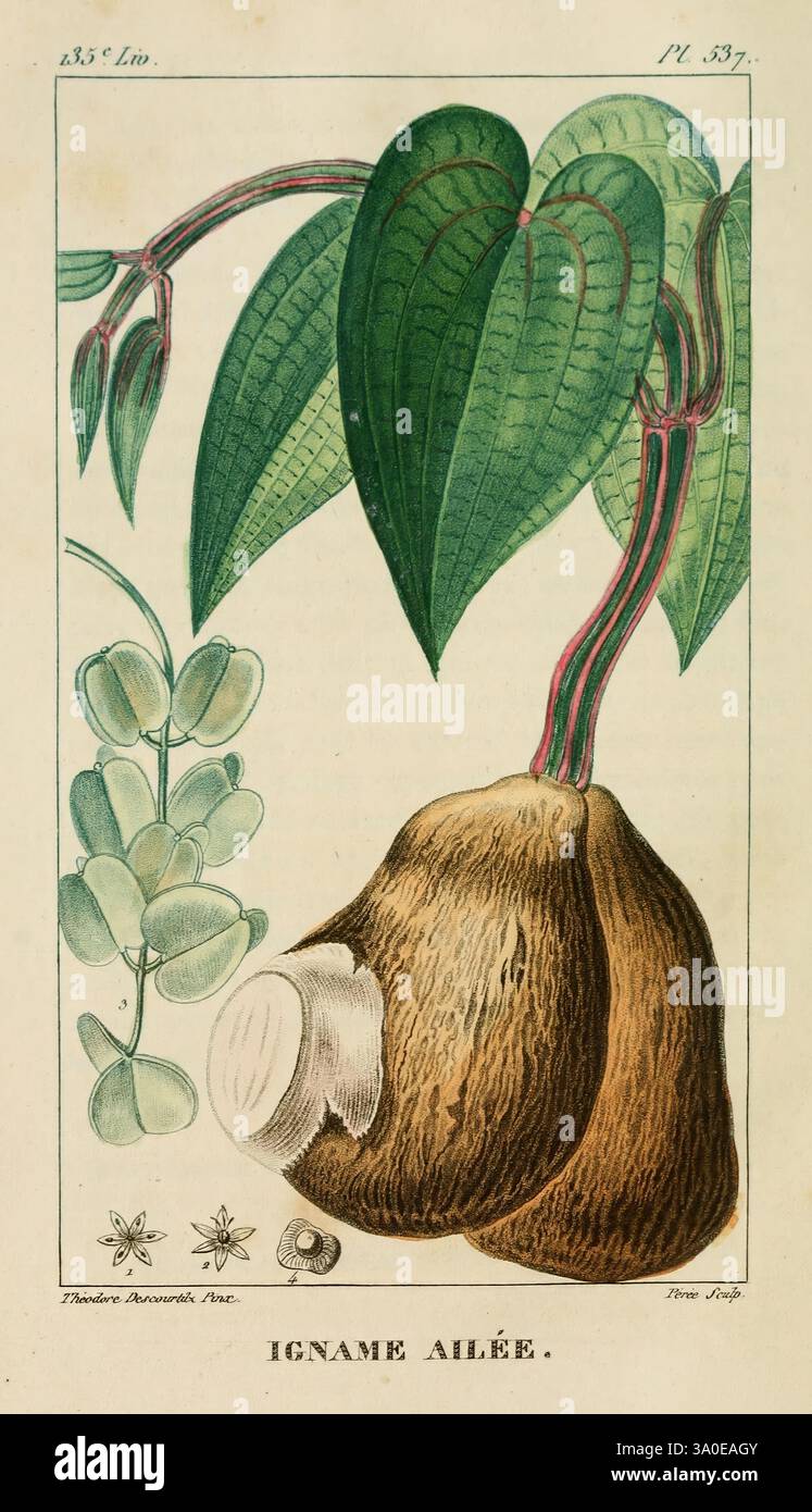 Flore pittoresque et médicale des Antilles, Paris, Pichard, 1821-1829 ...