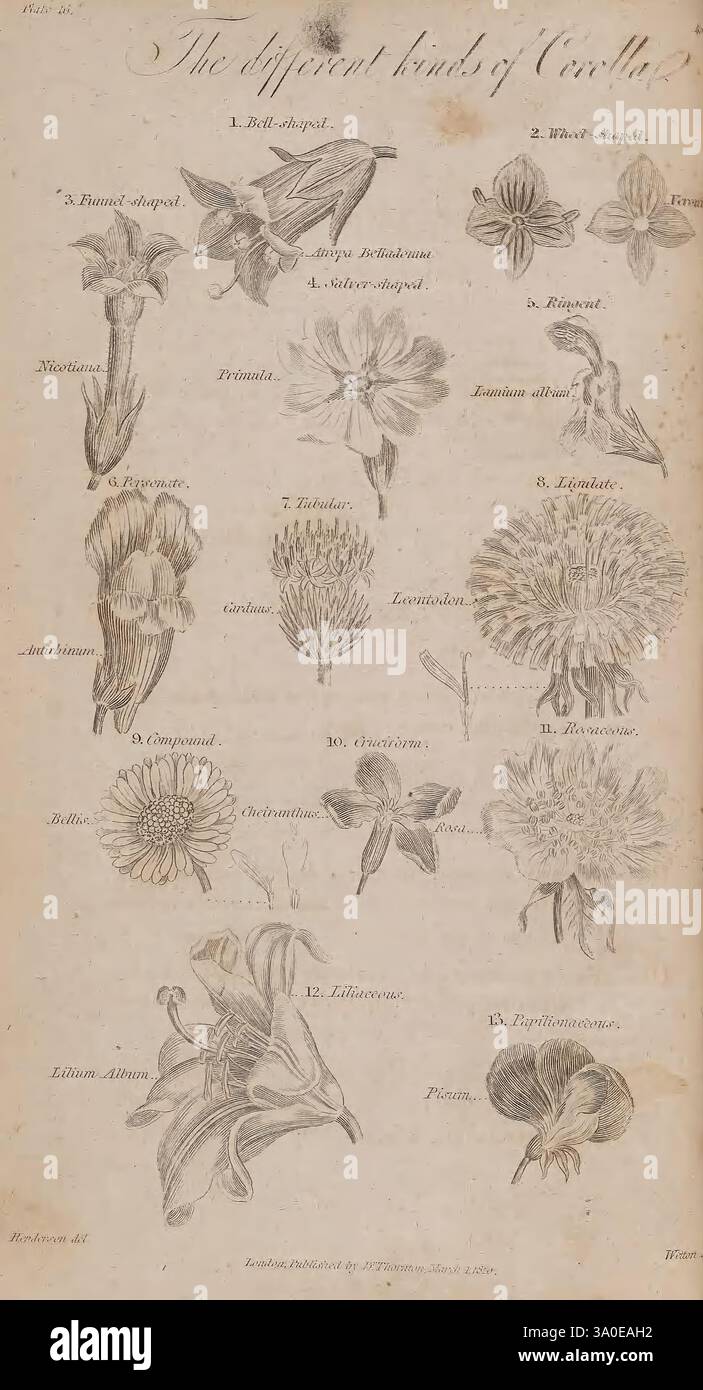 Array of flower types hi-res stock photography and images - Alamy