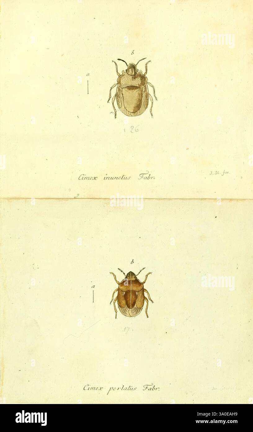 Detailed depictions of beetles hi-res stock photography and images - Alamy