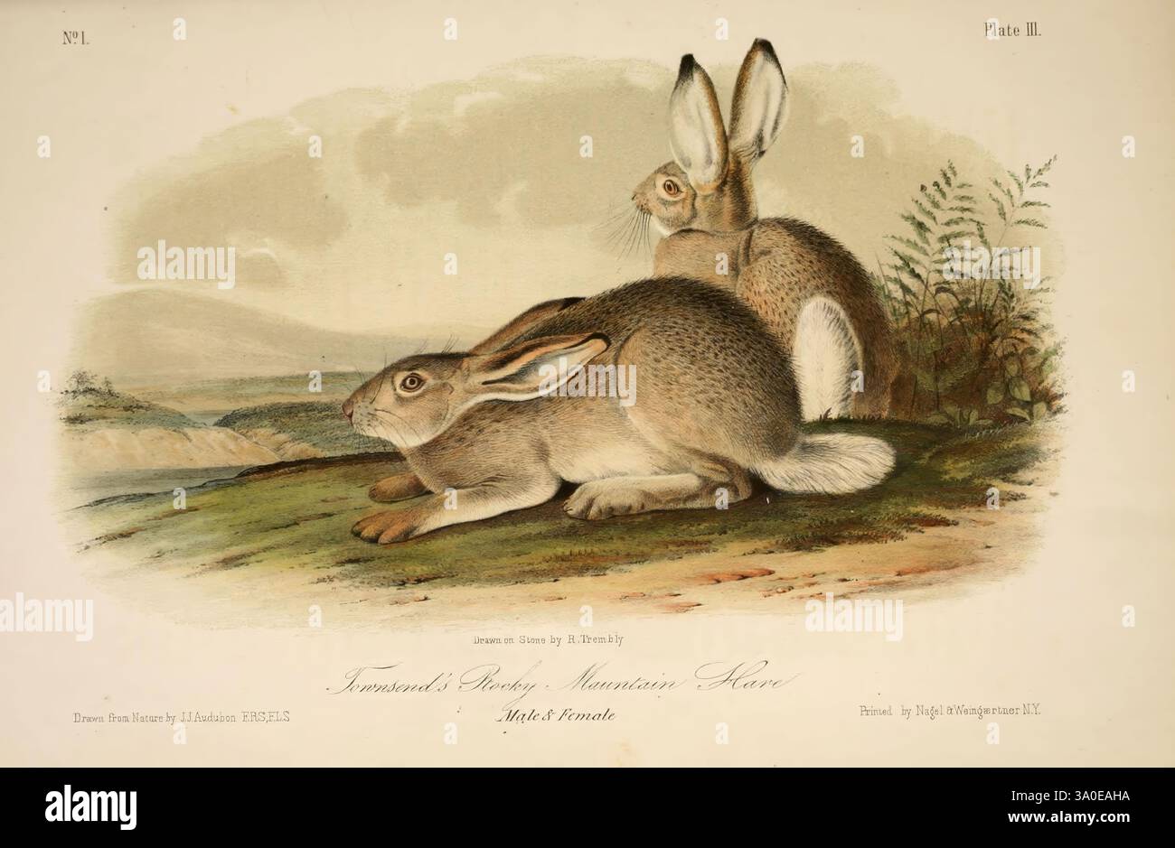 The quadrupeds of North America, v.1. New York, V.G. Audubon, 1851-54 ...