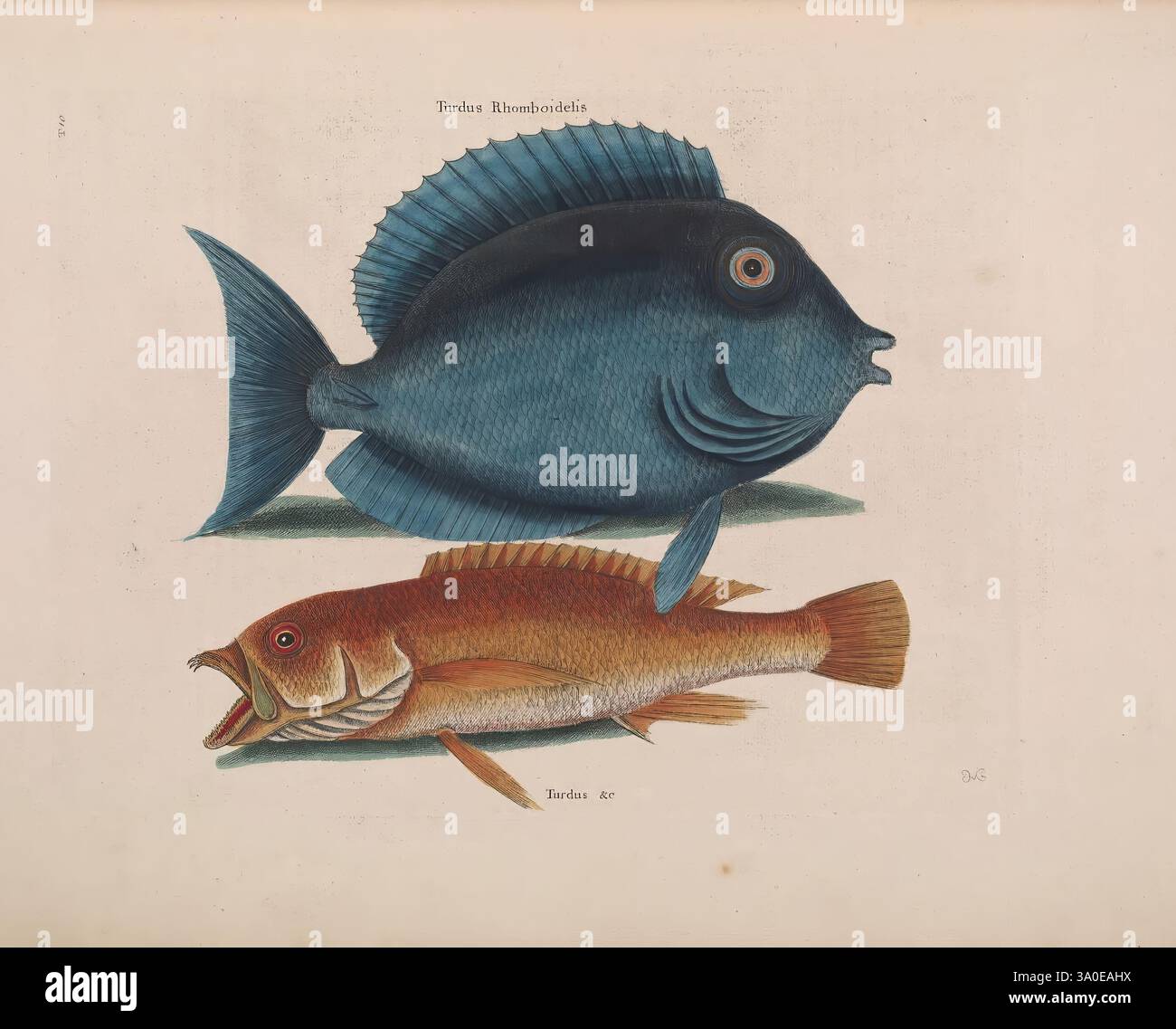 Artwork features two distinct species of fish hi-res stock photography ...