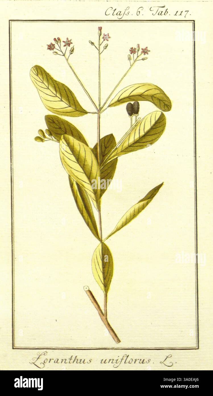 Botanical representation of loranthus uniflorus l hi-res stock ...