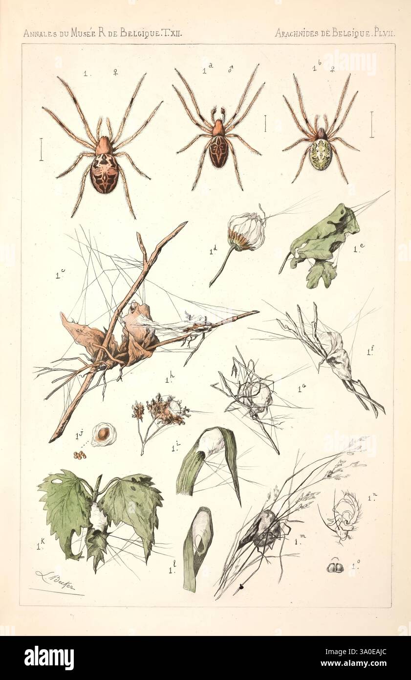 Intricate depictions of several spiders hi-res stock photography and ...