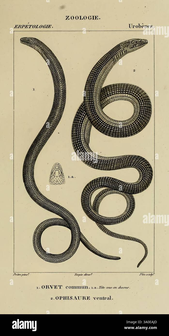 Illustration features two detailed depictions of serpentine crea hi-res ...