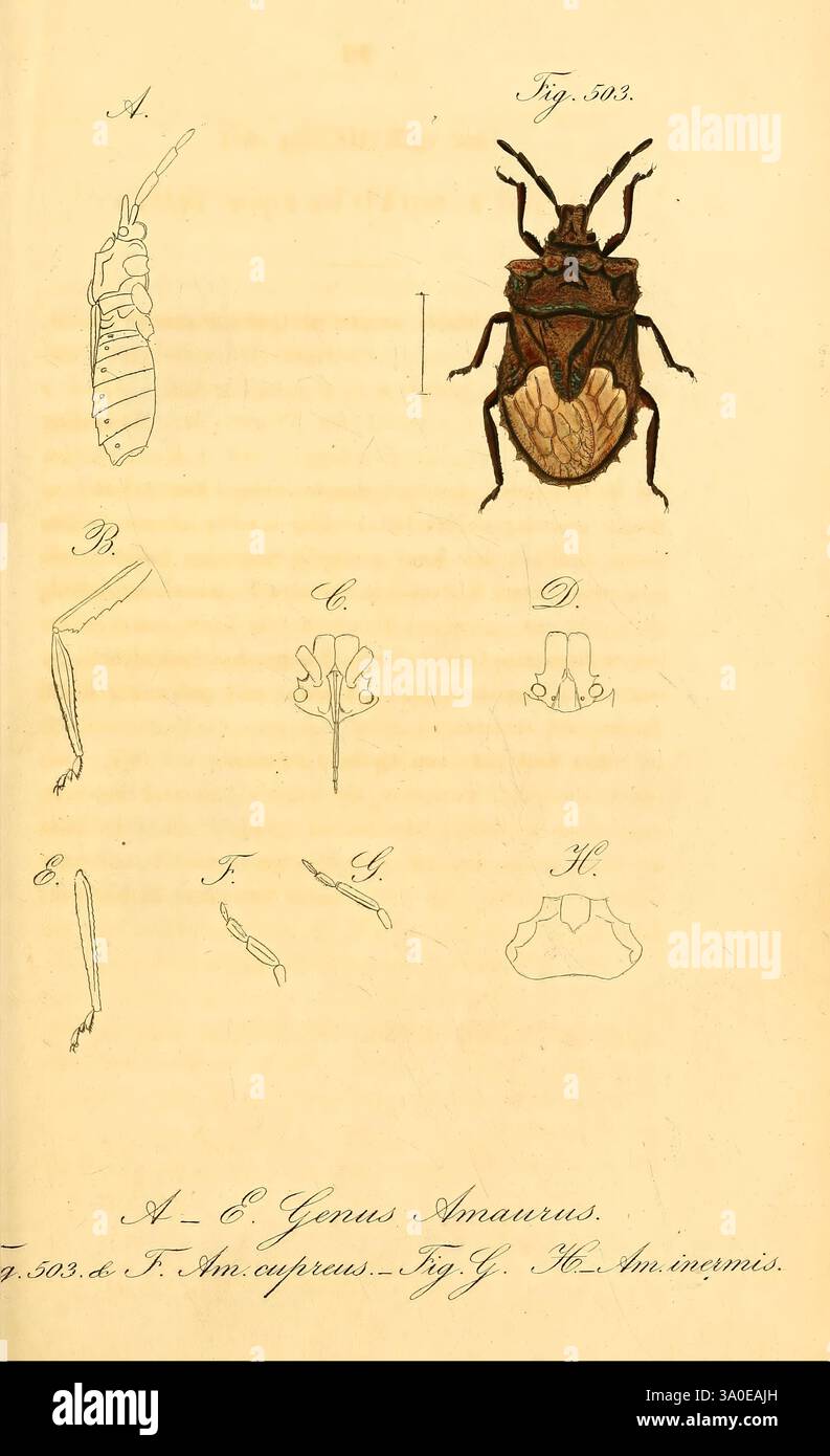 Die, wanzenartigen, Insecten, Nürnberg, In, der, C.H. Zeh'schen ...